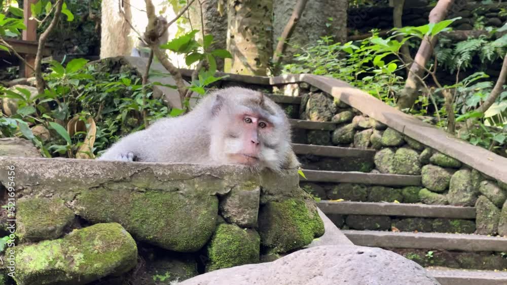 Smallpox. Male macaque lazily lies on a rock in a monkey forest and ...