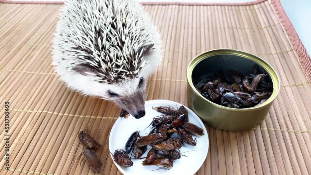 Little hedgehog pet eating canned cockroach. Canned food for ...