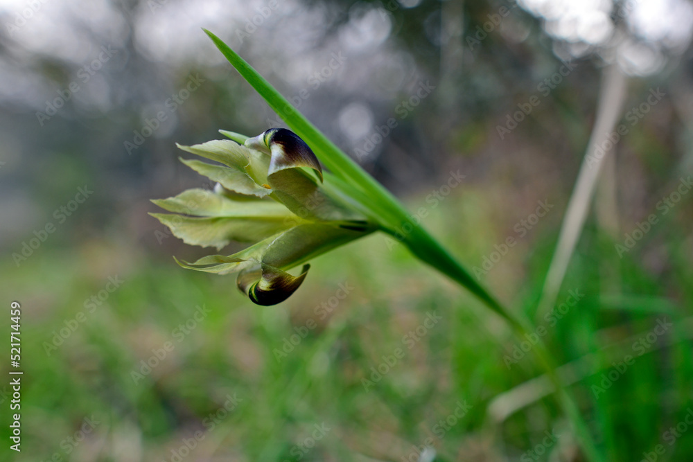 Snake's-head iris // Duftender Wolfsschwertel (Hermodactylus tuberosus ...