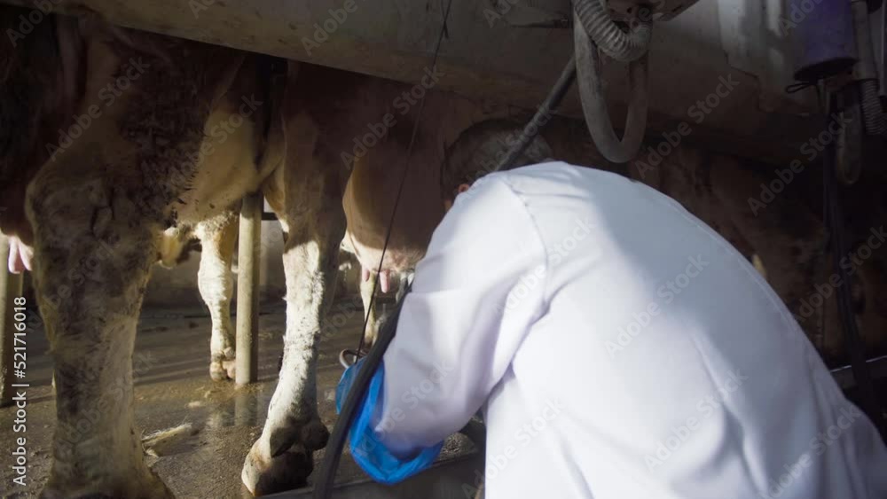 Farmer connecting milking device to cow udder. In the milking unit, the ...