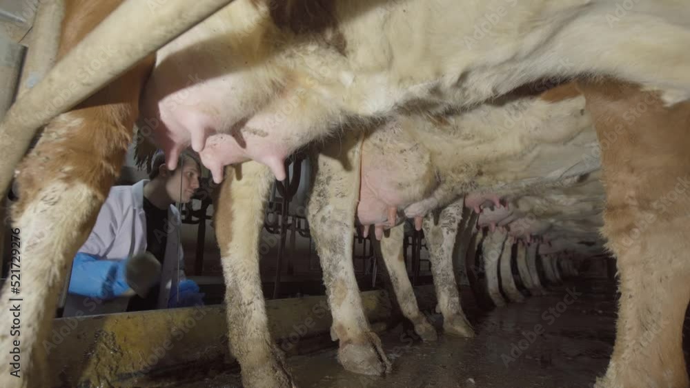 Cleaning cow udders. Farmer at the milking unit. The farmer wiping the ...