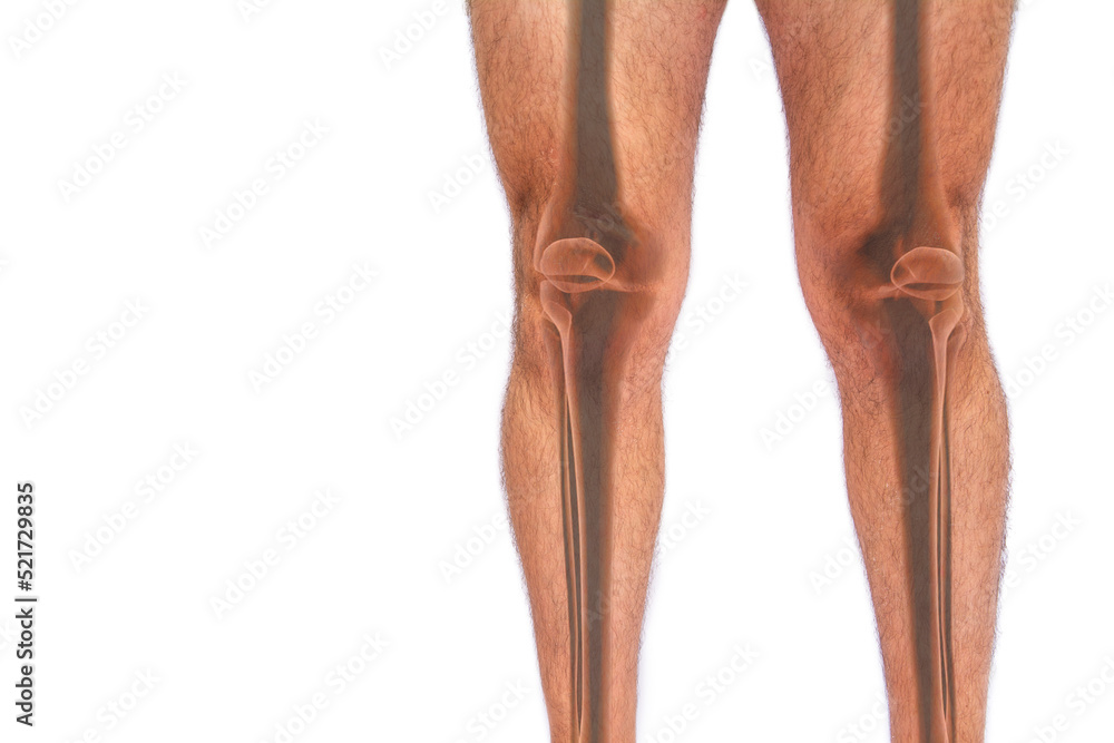 Transparent image of femur, fibula and tibia bones of a man on a white ...