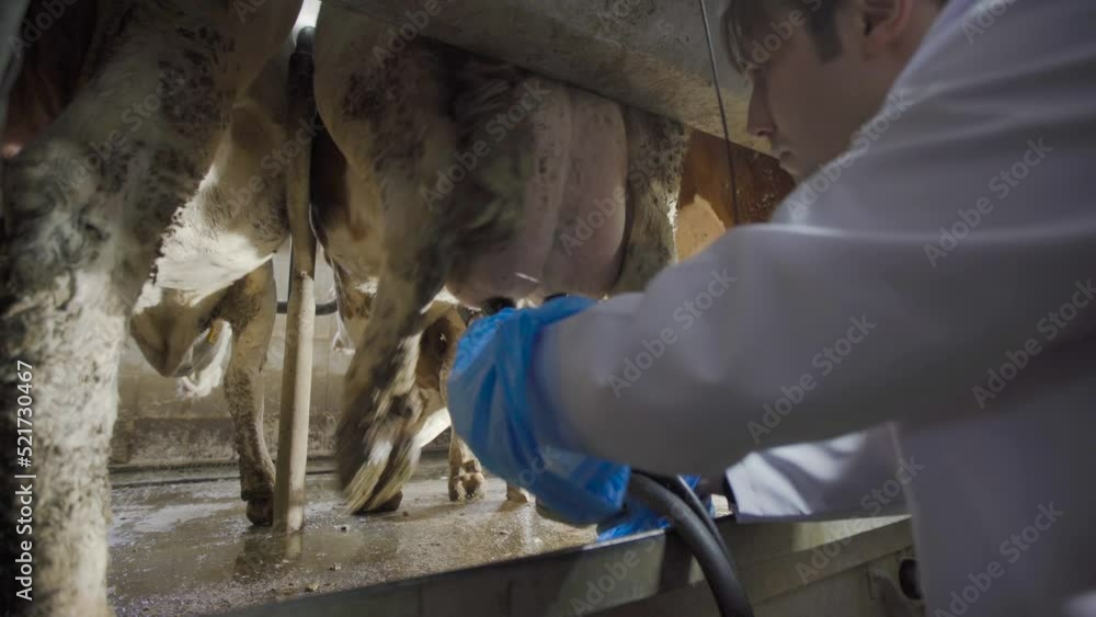 Attaching a milking device to the cow's udder. In the milking parlor ...
