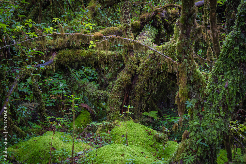 Ang Ka Luang Nature Trail is an educational ecosystem nature trail ...