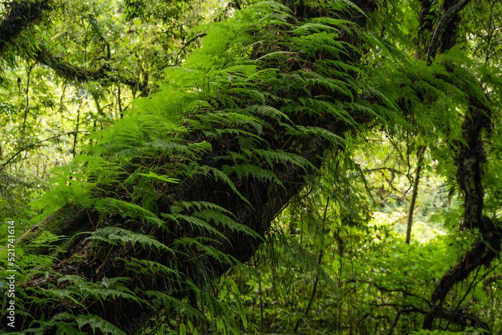Ang Ka Luang Nature Trail is an educational ecosystem nature trail ...