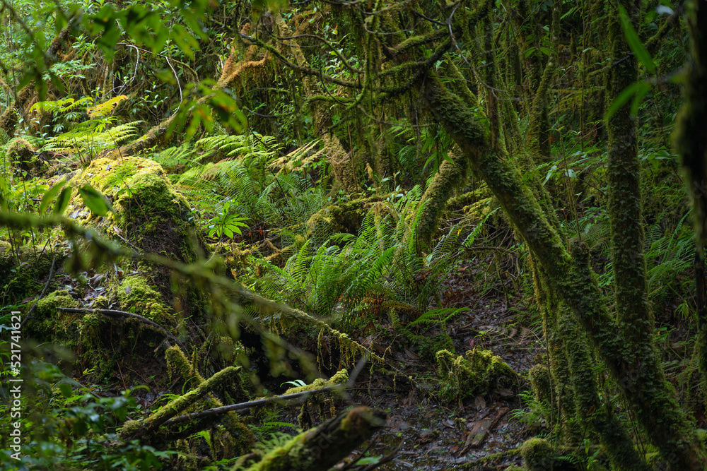 Ang Ka Luang Nature Trail is an educational ecosystem nature trail ...