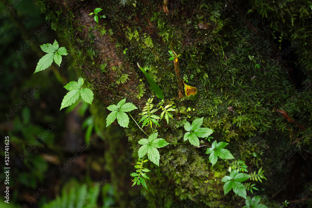Ang Ka Luang Nature Trail is an educational ecosystem nature trail ...