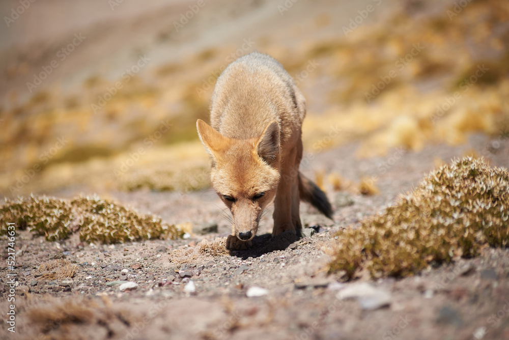 Close encounter with the culpeo (Lycalopex culpaeus) or Andean fox ...