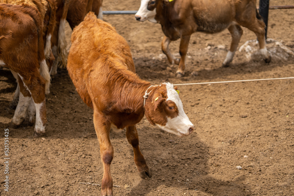 Ganado vacas becerros en el campo al aire libre exterior pastando ...