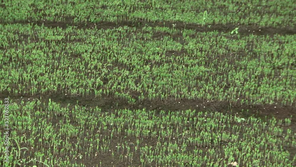 Vidéo Stock Pine tree nursery for reforestation. A greenhouse for ...