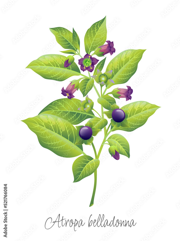 Belladonna plant on a white background. Vector drawing. Leaves, stem ...