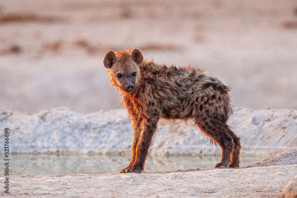 Full body portrait of a Spotted hyena (Crocuta crocuta) at sunrise ...