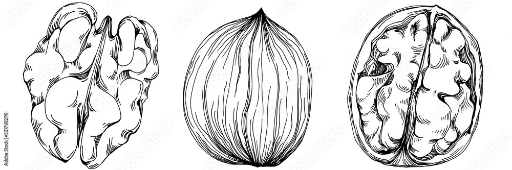 Walnut hand-drawn Vector Illustration isolated on white background ...