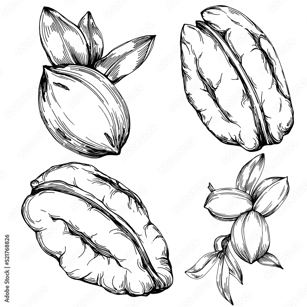 Pecan hand-drawn Vector Illustration isolated on white background ...