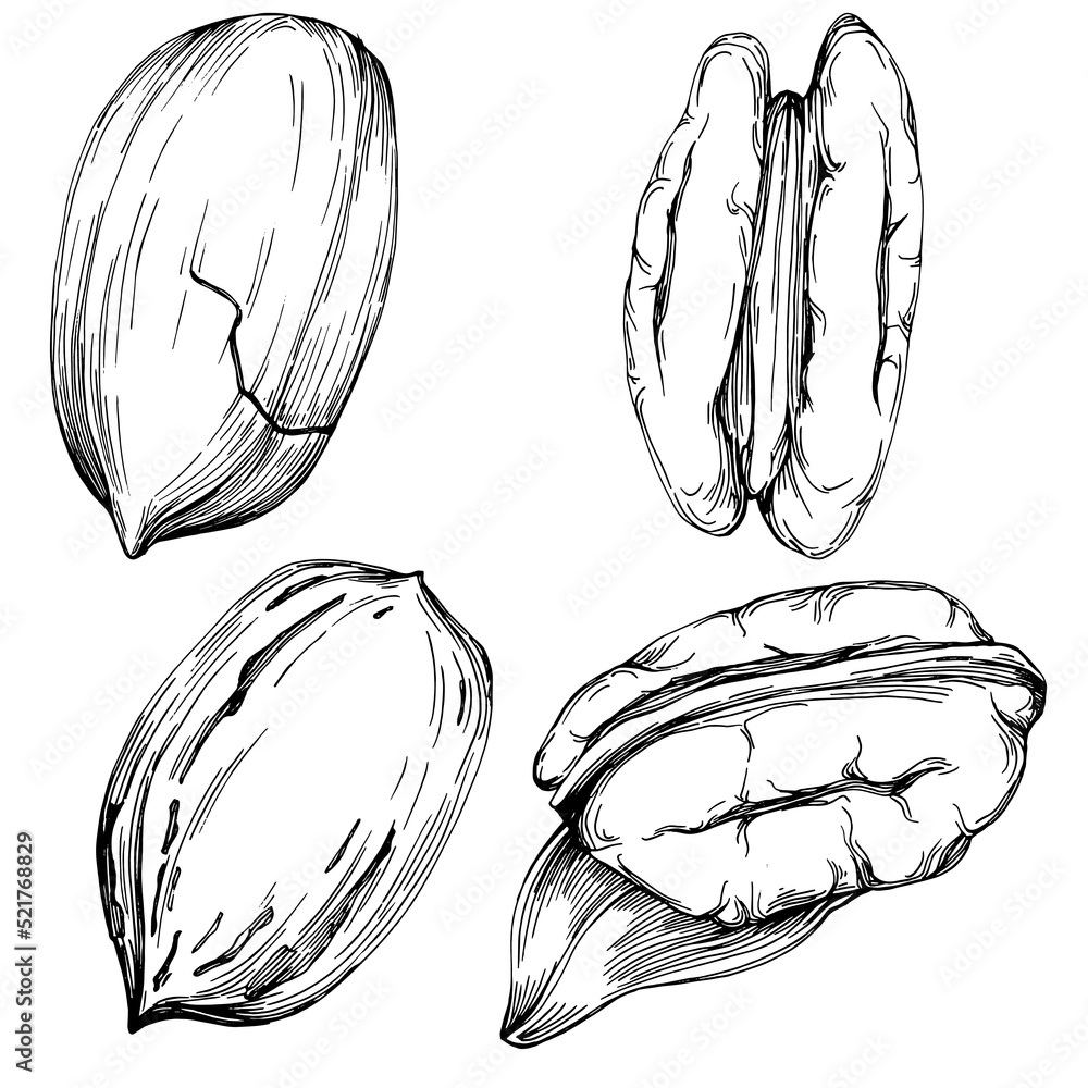 Pecan hand-drawn Vector Illustration isolated on white background ...