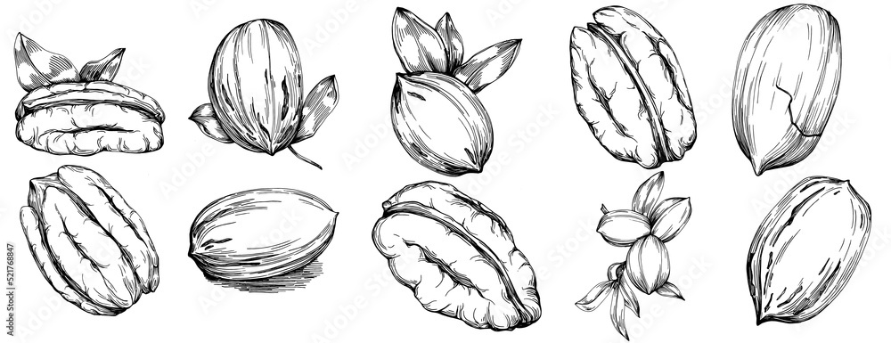 Pecan hand-drawn Vector Illustration isolated on white background ...