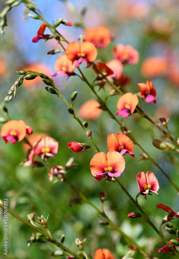 Orange and pink flowers of the Australian native Heart Leaf Flame Pea ...