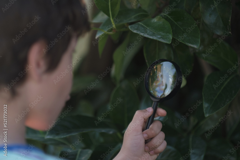 Little boy looking on grass with magnifier. Preschooler child is ...