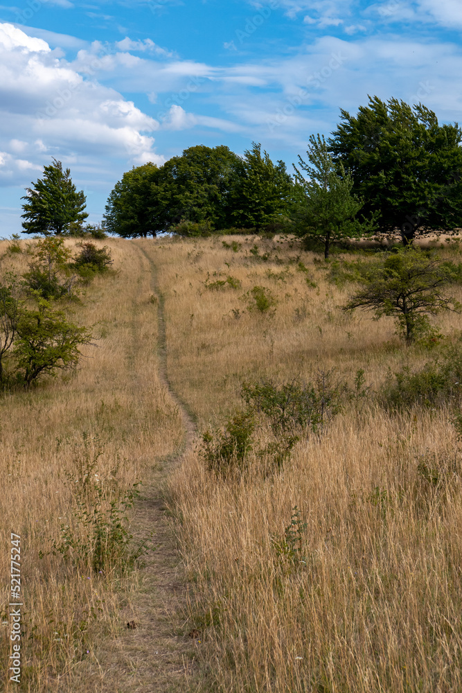 path in the field Stock Photo | Adobe Stock