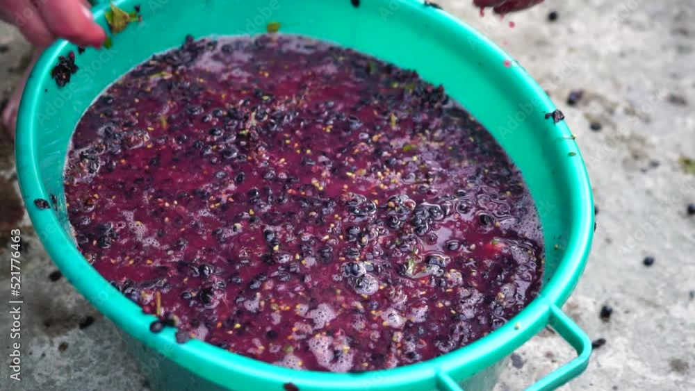 Grape-treading or grape-stomping in traditional winemaking. Senior ...