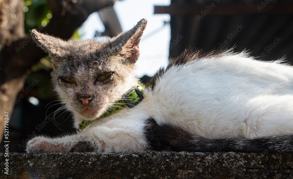 Cat with clinical sign of sarcoptic mange infection. Cat with skin ...
