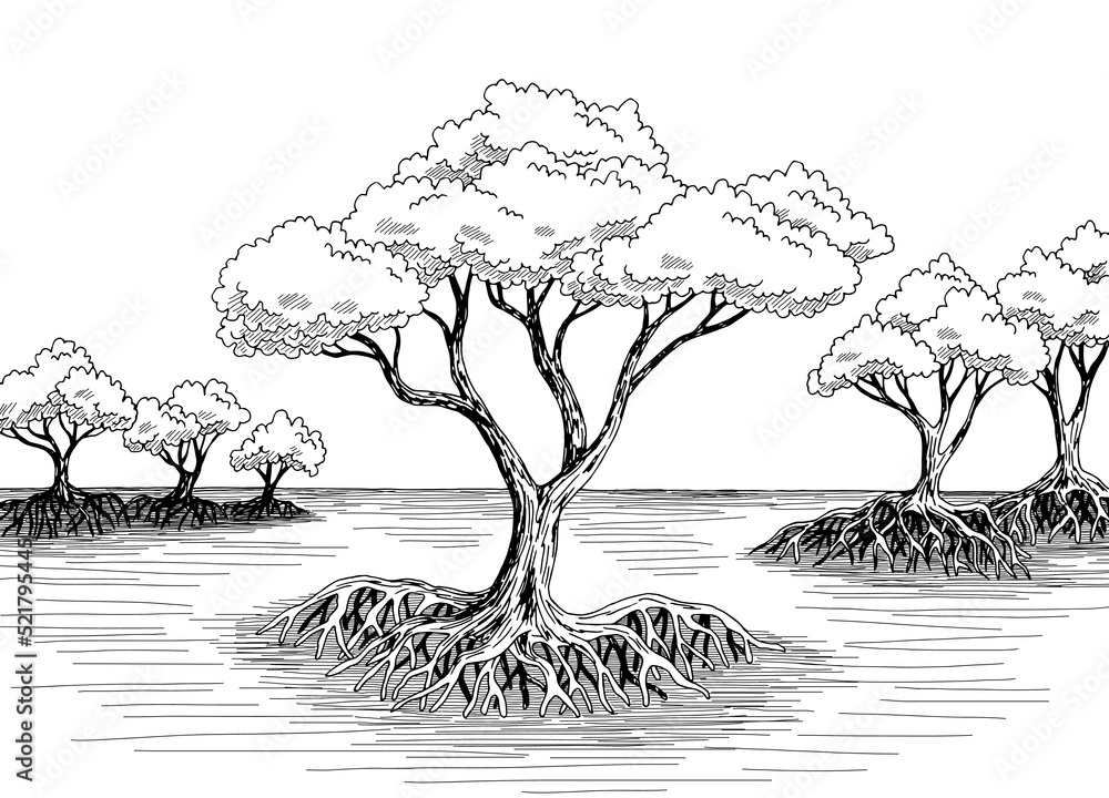 Mangrove jungle forest river graphic black white landscape sketch ...