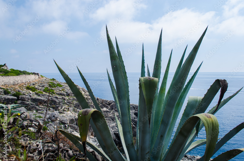Una pianta di aloe cresce sul il sentiero delle Cipollanie che corre ...