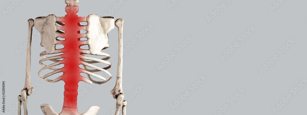 Banner with human skeleton vertebrae with red spot. Spine pain ...
