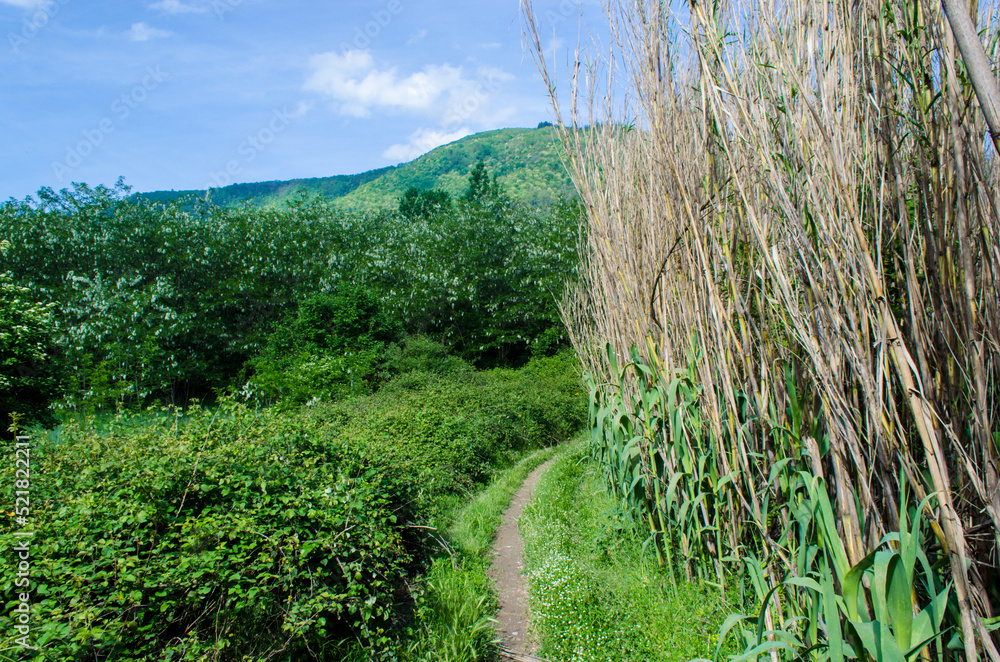 Un tratto della Via del Volto Santo, cammino che parte da Pontremoli e ...