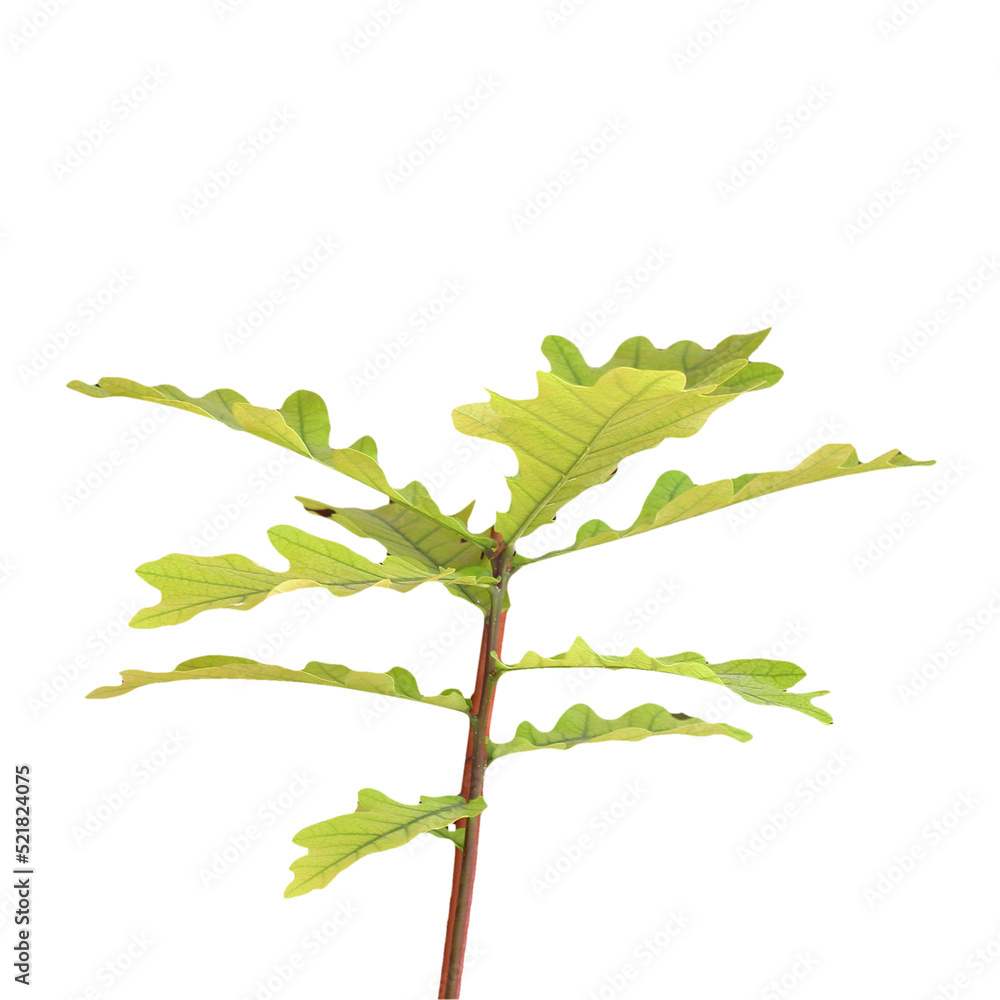 oak tree transparent PNG Stock Photo | Adobe Stock