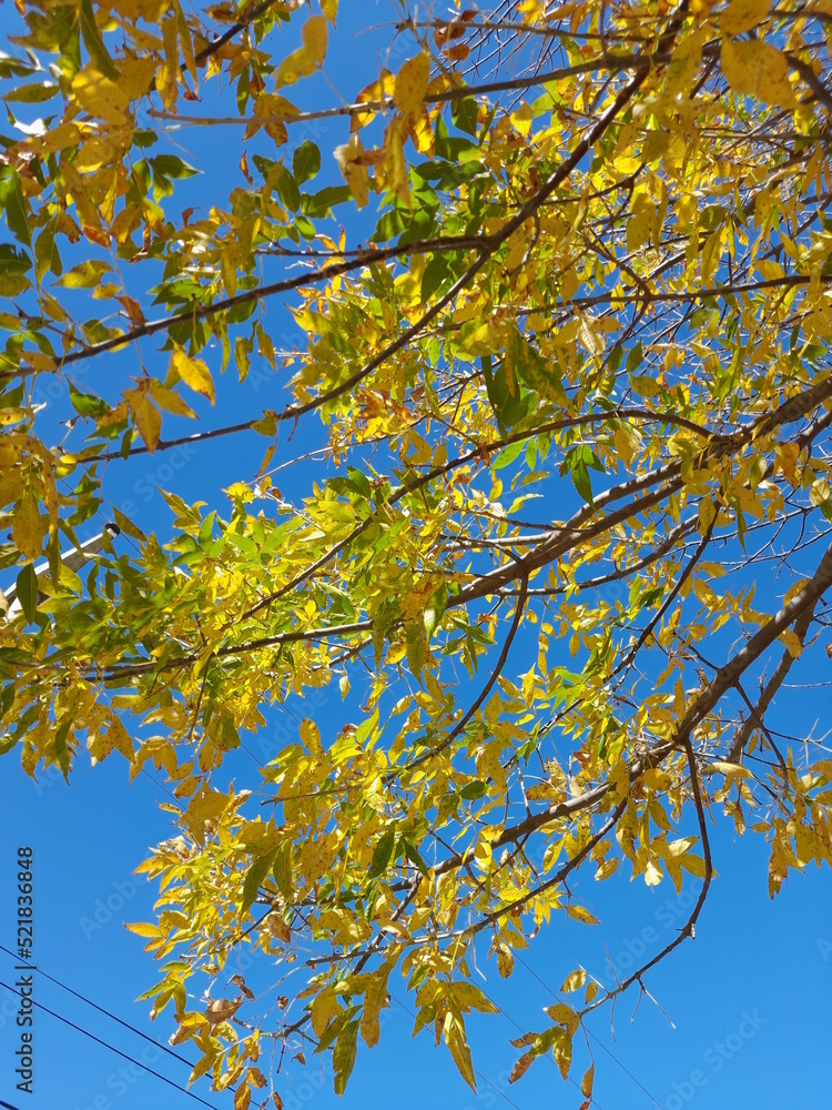 Foto de Àrbol de Acacia en el parque para sombra en lugares urbanos con ...