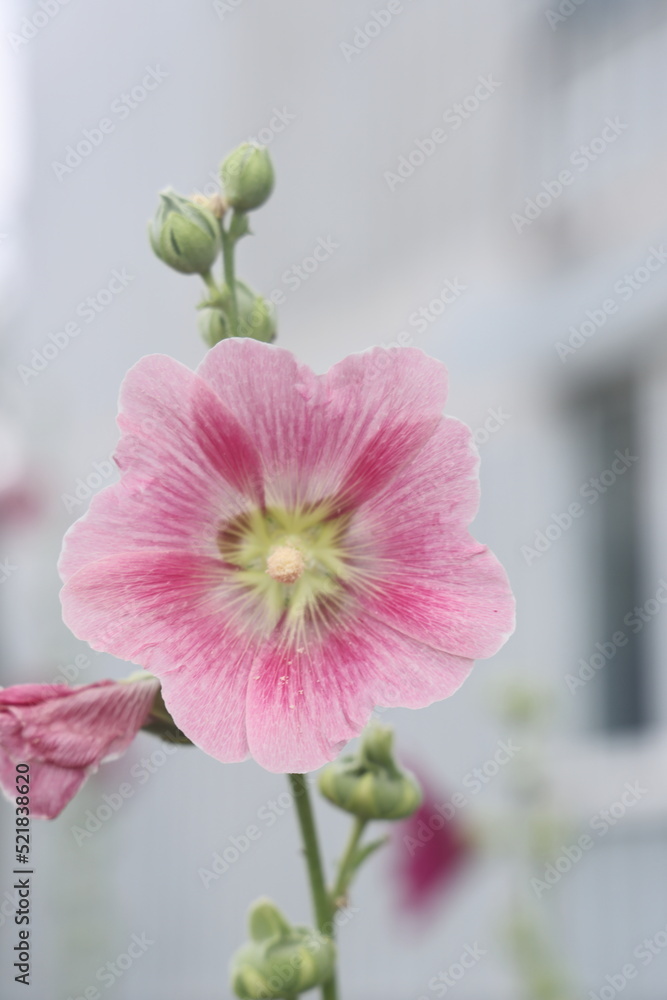 Close up of annual mallow or rose mallow, a plant which will produce a ...
