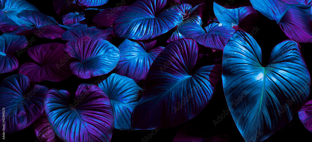 tropical leaf background, purple blue toned. Stock Photo | Adobe Stock