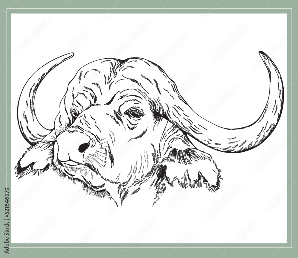 Hand drawn sketch style buffalo isolated on the white background ...