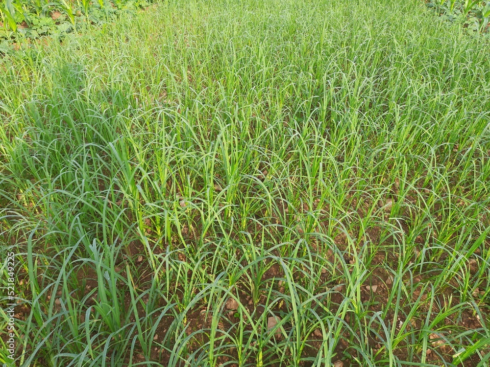 Eleusine coracana or finger millet plants. It is called Ragi and madua ...