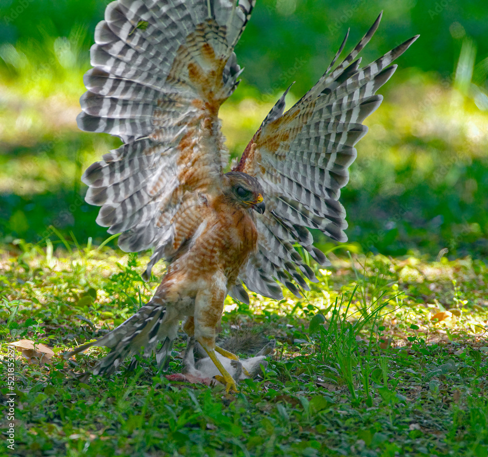 Hawk landing on eastern grey squirrel - Sciurus carolinensis - on the ...
