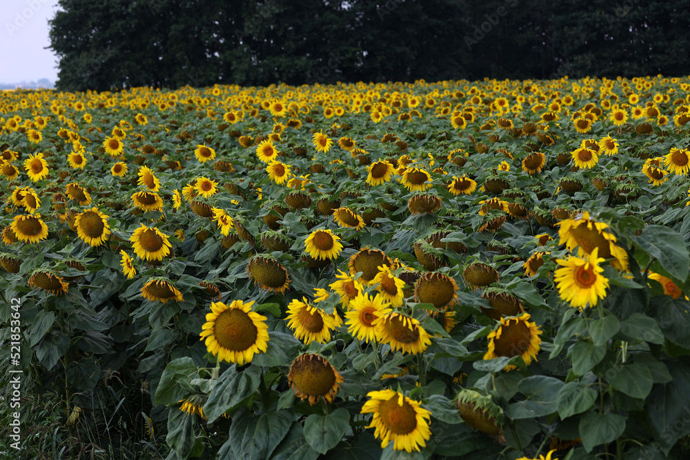 Słonecznik zwyczajny (Helianthus annuus L.) – gatunek rośliny z rodziny ...