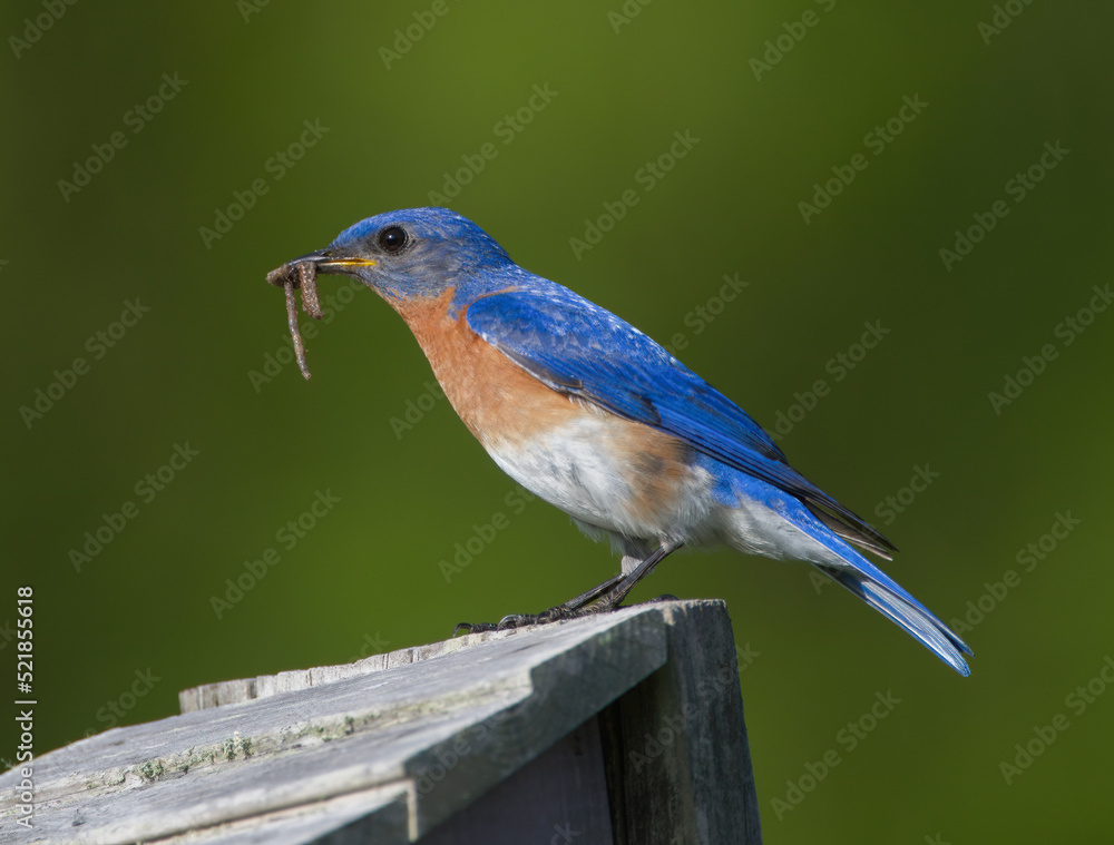 Male eastern bluebird - sialia sialis - with earth worm in his mouth ...