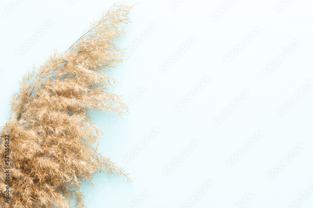 pampas grass neutral blue color background close up banner. Plant ...