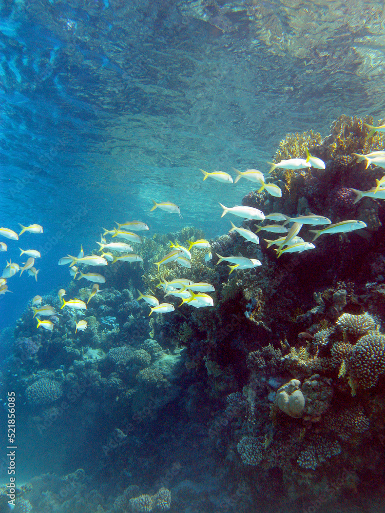 Coral reef with shoal of goatfishes and hard corals at the bottom of ...