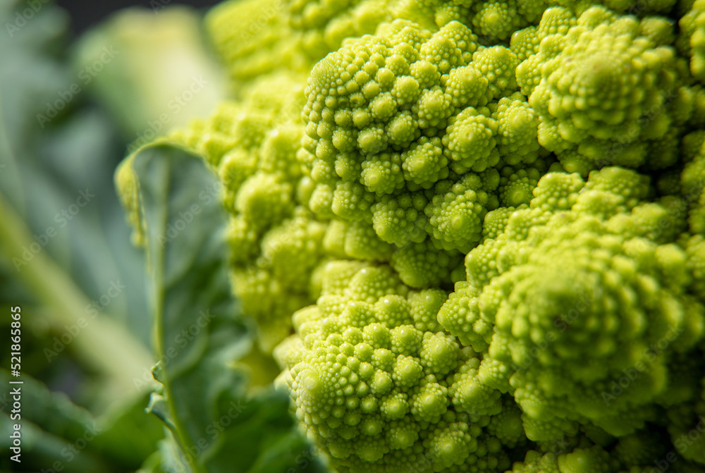 Romanesco broccoli head on a dark stone surface, cabbage, close up ...