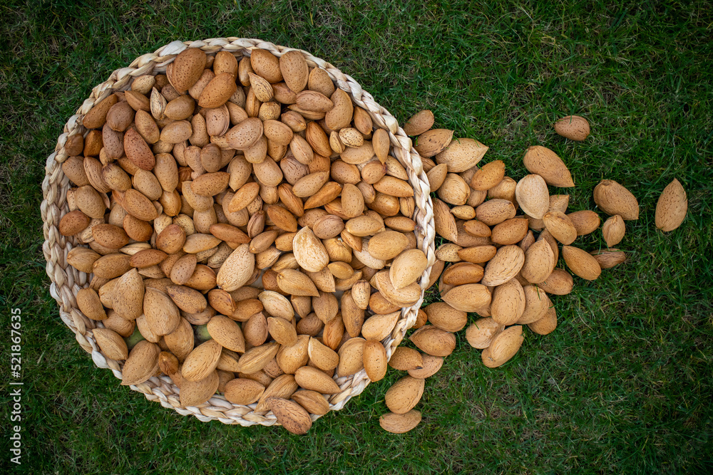 Wicker tray full of almonds in shell and some outside on grass Stock ...