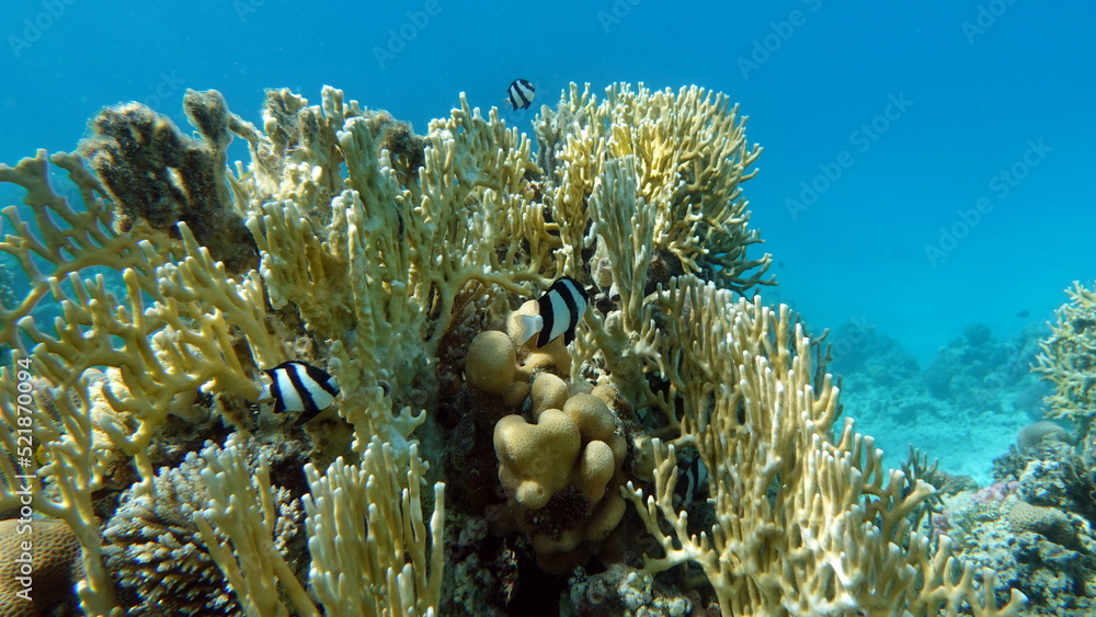 Fishes. Whitetail dascyllus. Fish - a type of bone fish Osteichthyes ...