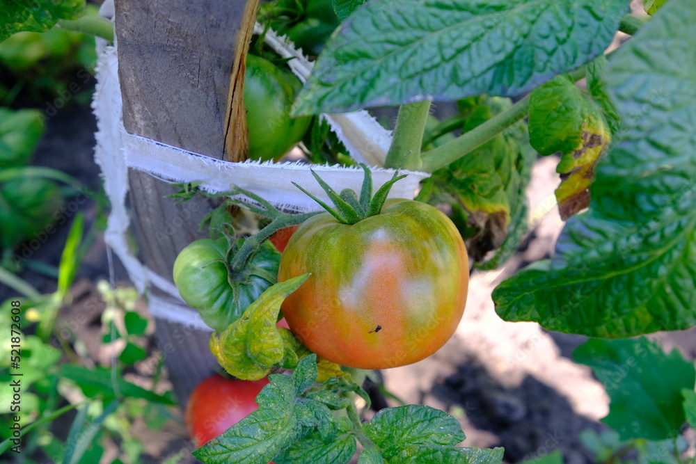 Blushing tomatoes in a farm garden ripen in the sun. Green vegetables ...