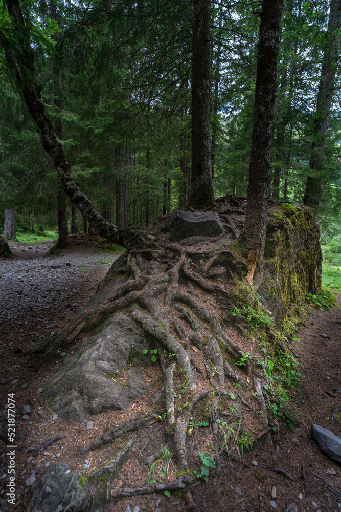 eine Fichte wächst auf einem grossen Stein, Wurzelstock mit starken ...