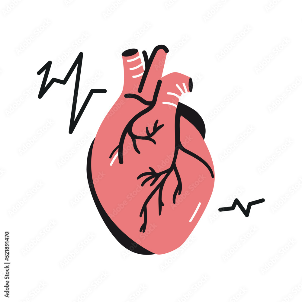 The anatomical muscular organ of a person that ensures his vital ...