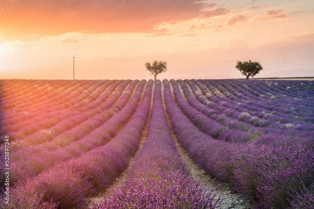 Lavender fields with a tree at sunset, summer in Provence, France Stock ...