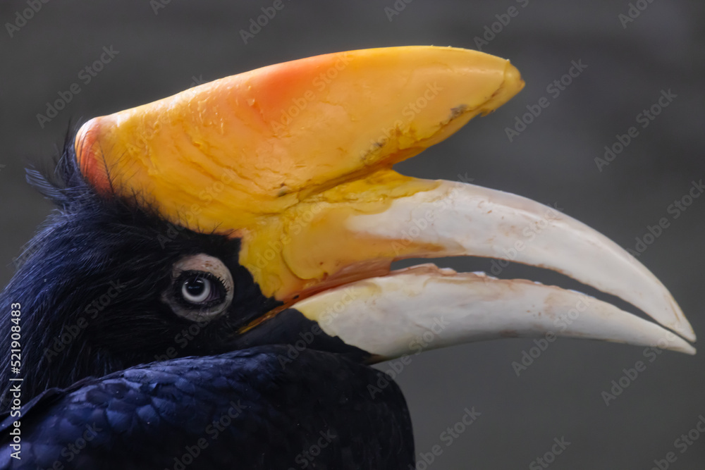 Rhinoceros Hornbill Closeup With Orange Horn And Bokeh Background ...