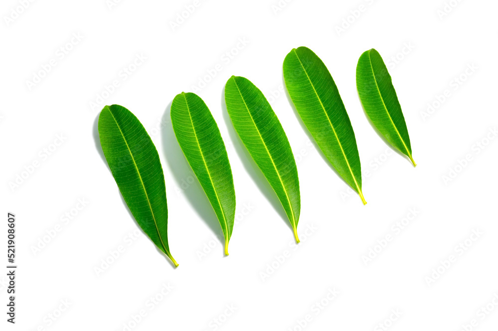 Blackboard Tree, Devil Tree leaf isolated on white background, Alstonia ...