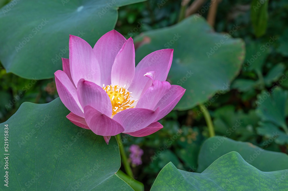 Dwarf Lotus flower, Nelumbo nucifera 'Akari' opens up. Focus is on the ...